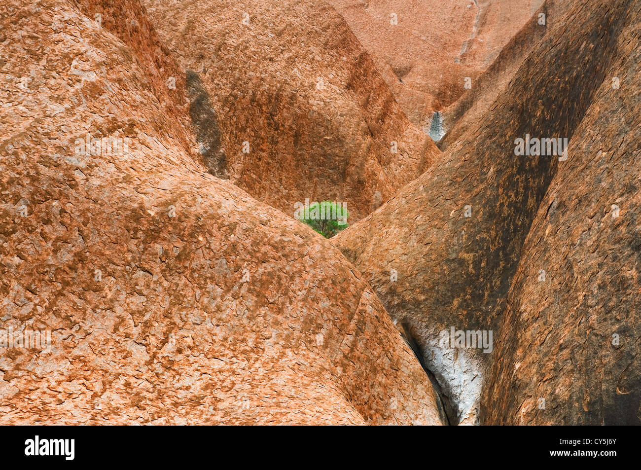 Green Bush growing in a rain drain in Uluru rock face Stock Photo - Alamy