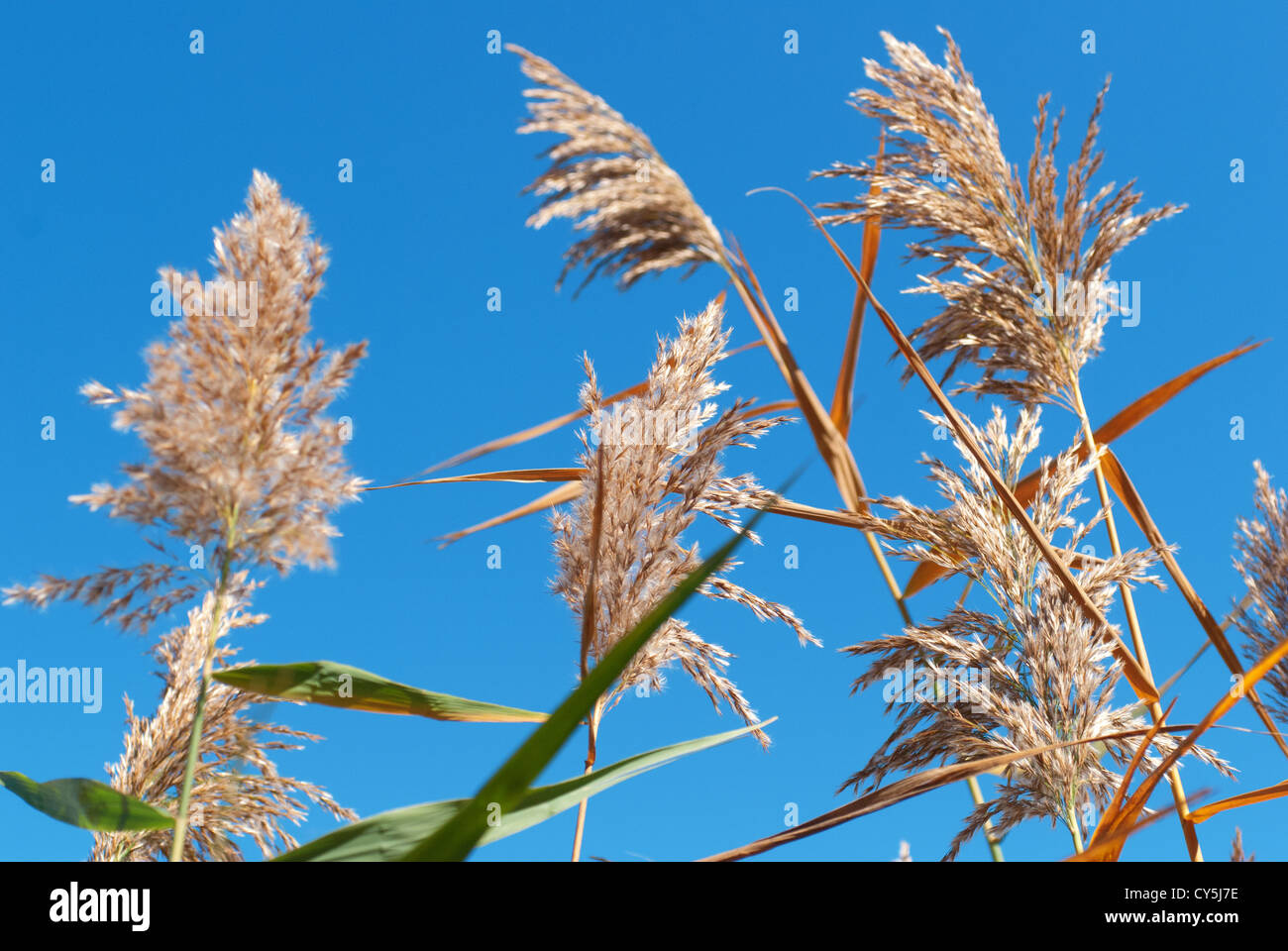 Bundles of Reed under the blue sky Stock Photo - Alamy