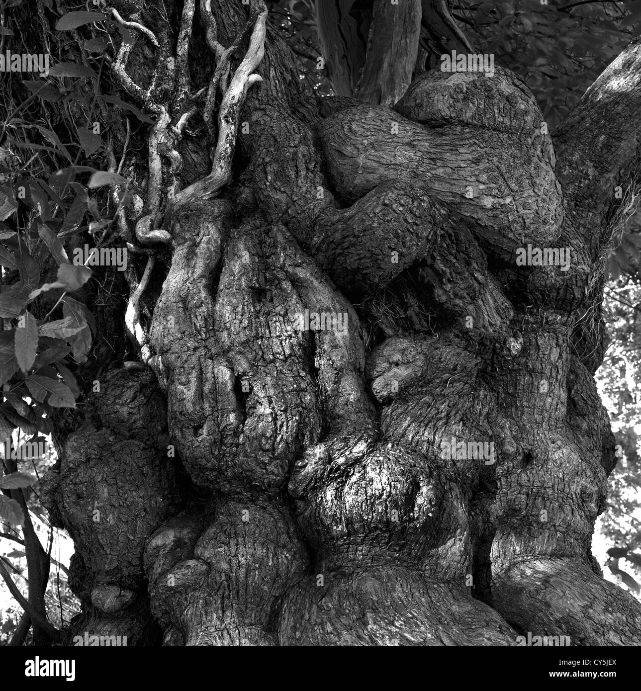 Northern ireland b Black and White Stock Photos & Images - Alamy