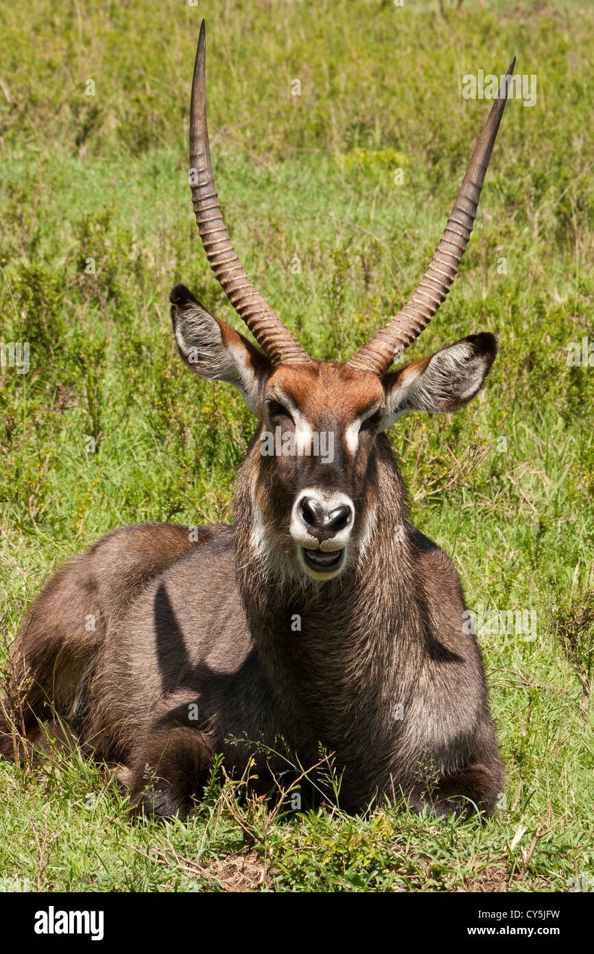 A Defassa Waterbuck (Kobus ellipsiprymnus) a large antelope, sitting ...