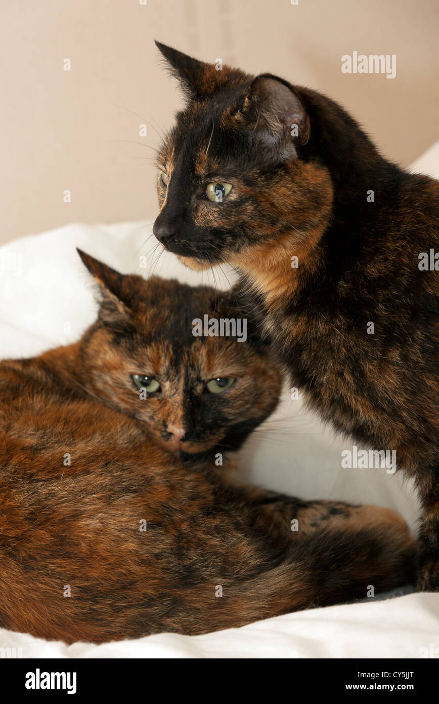 Tortoiseshell Kittens