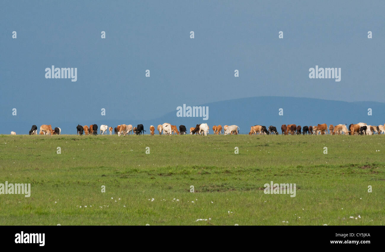 Africa kenya cow cows High Resolution Stock Photography and Images - Alamy