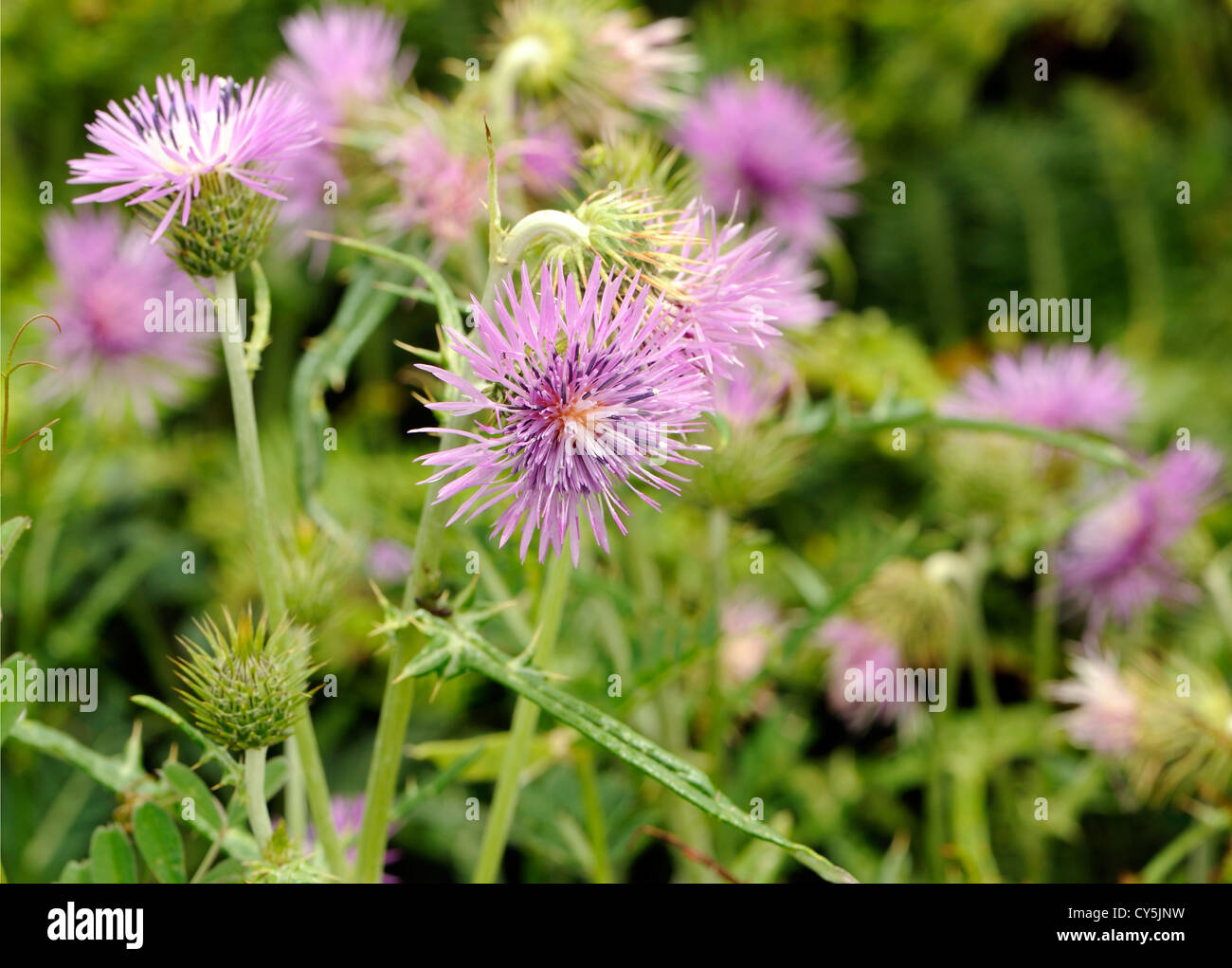 Violet coloured thistle growing on the cliffs at Viveiro. Viveiro ...
