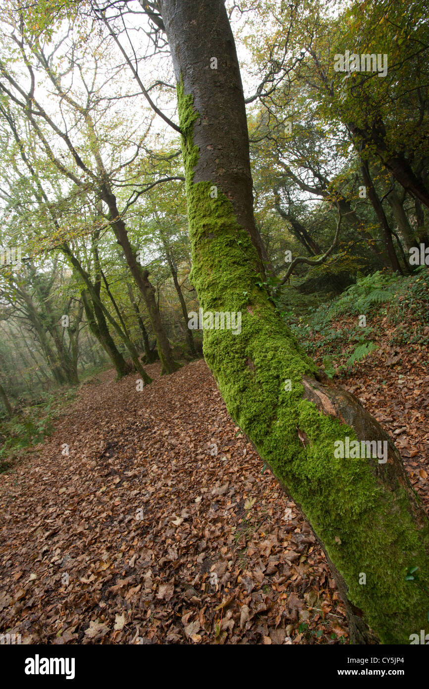 Moss covers a tree on a still Autumn day in Cornish woodland Stock ...