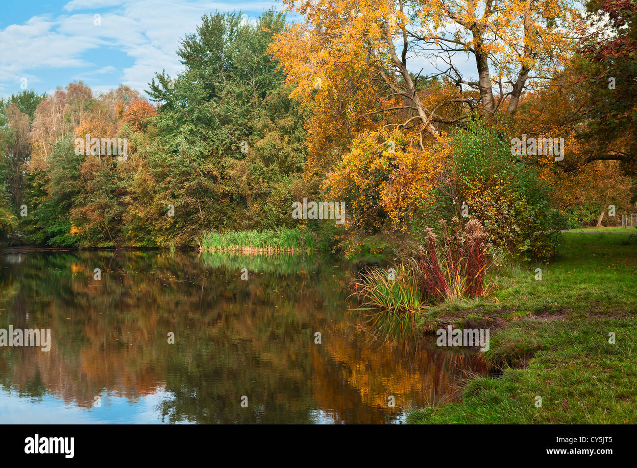 Trees around pond hi-res stock photography and images - Alamy