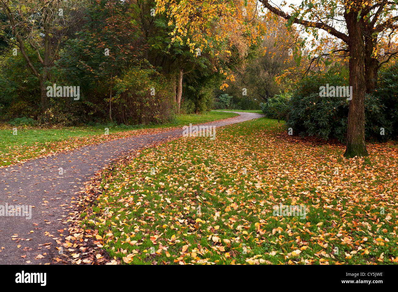 Narrow forest path fallen hi-res stock photography and images - Alamy