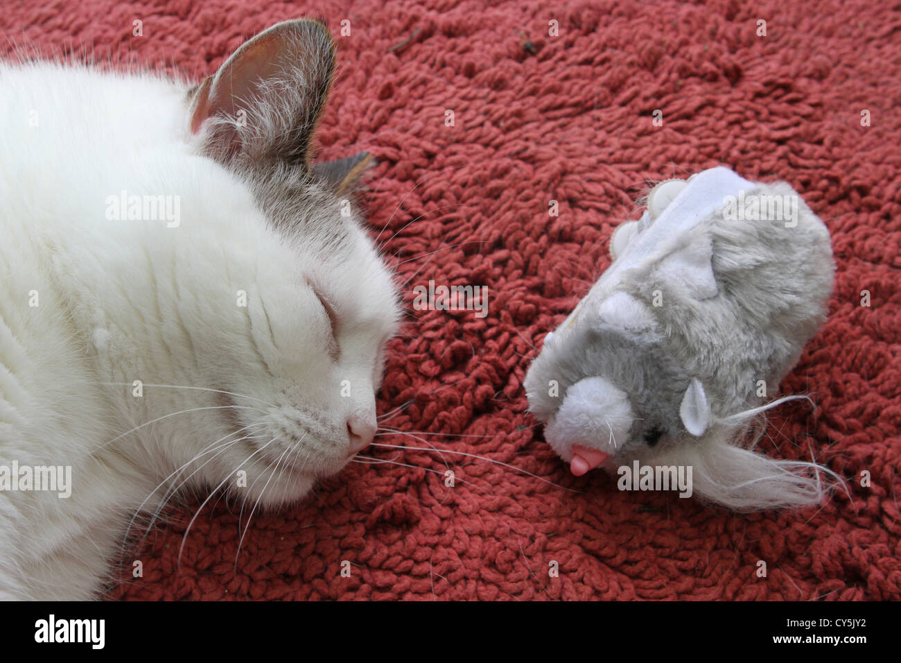 Sleeping Mouse Stock Photos & Sleeping Mouse Stock Images - Alamy