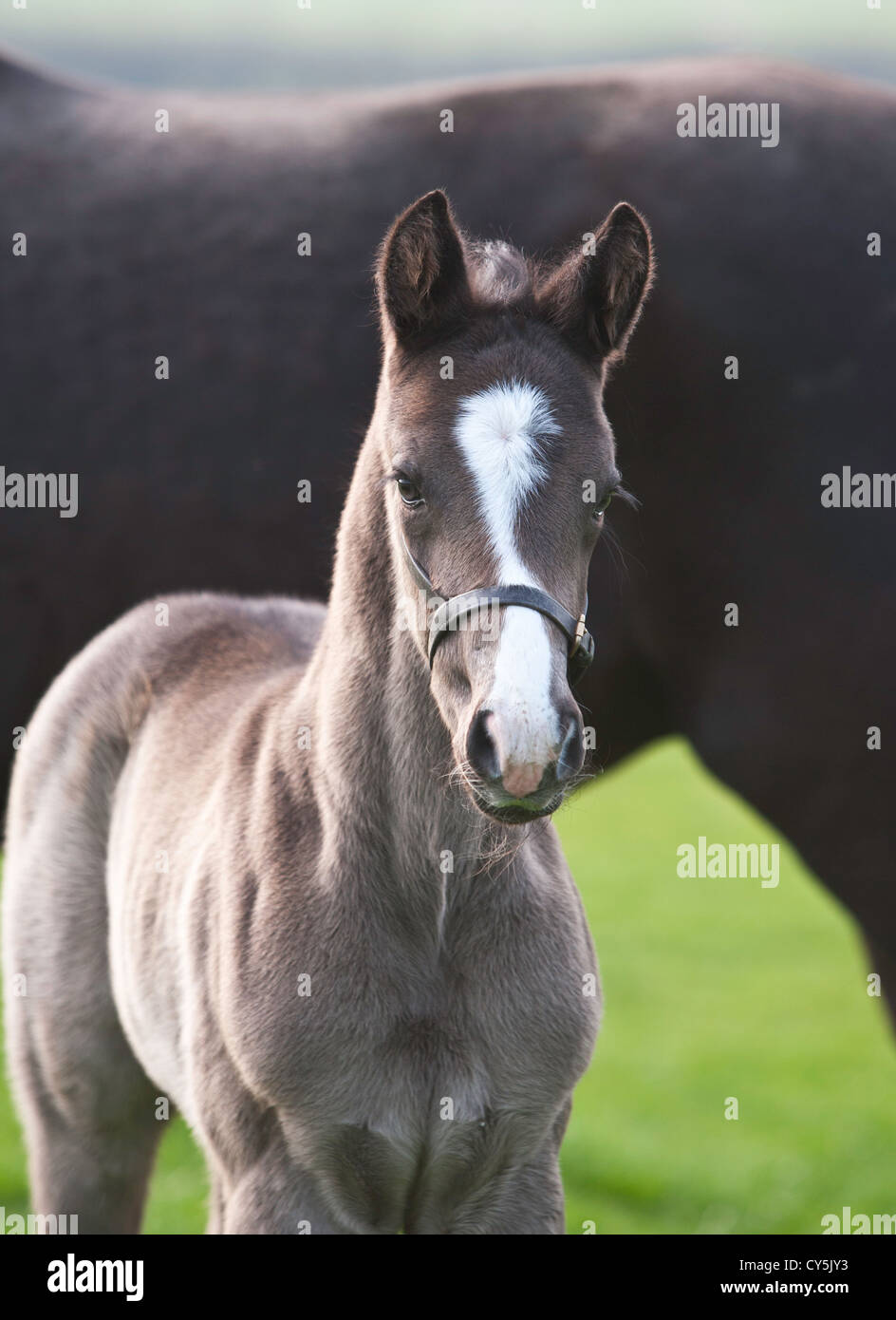 Black Foal head and neck in field Stock Photo - Alamy