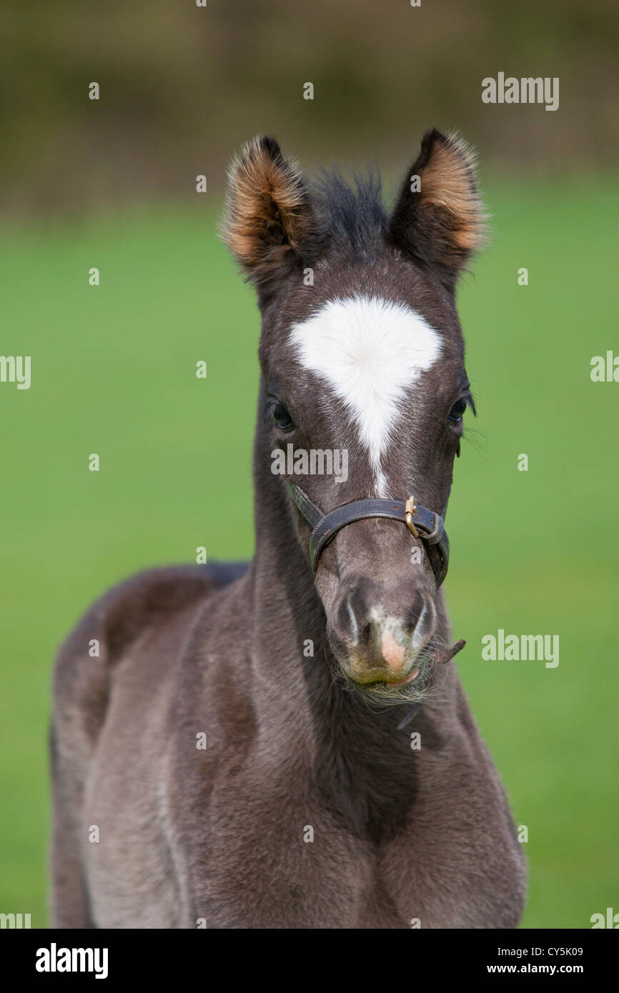 Black Foal head and neck in field Stock Photo - Alamy