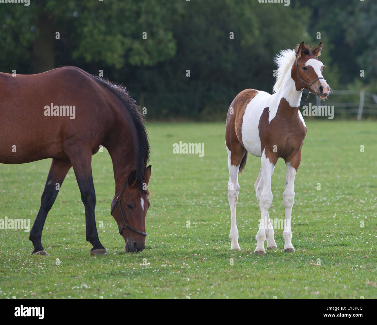 Foal standing in hi-res stock photography and images - Alamy