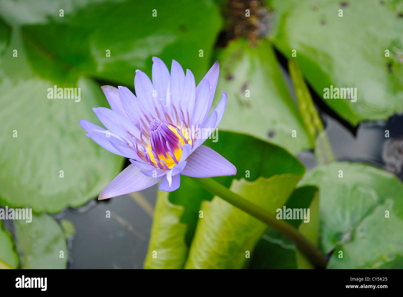Water lily flower (Nymphaea colorata Stock Photo - Alamy