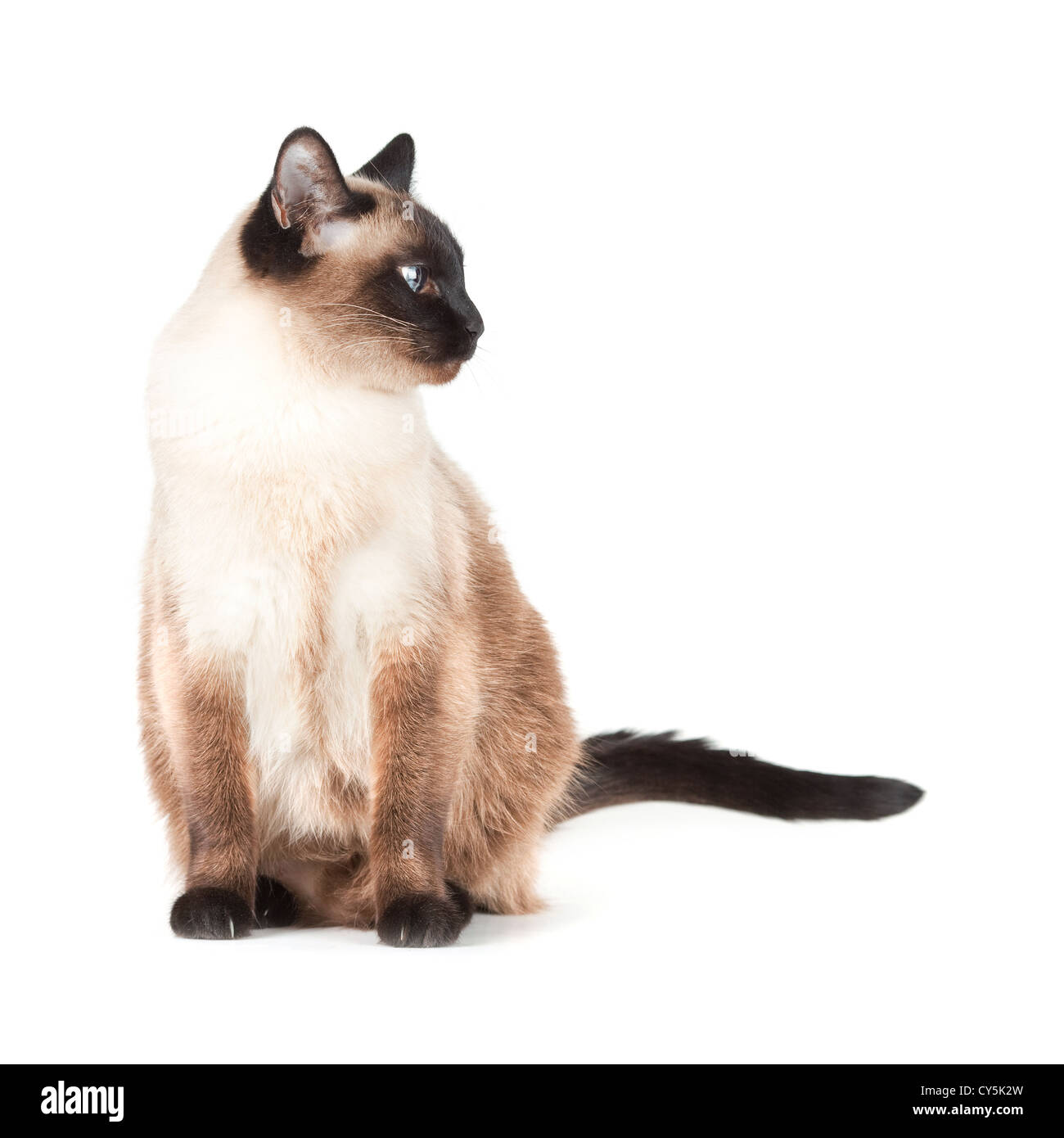 Siamese cat with blue eyes isolated on white background Stock Photo - Alamy
