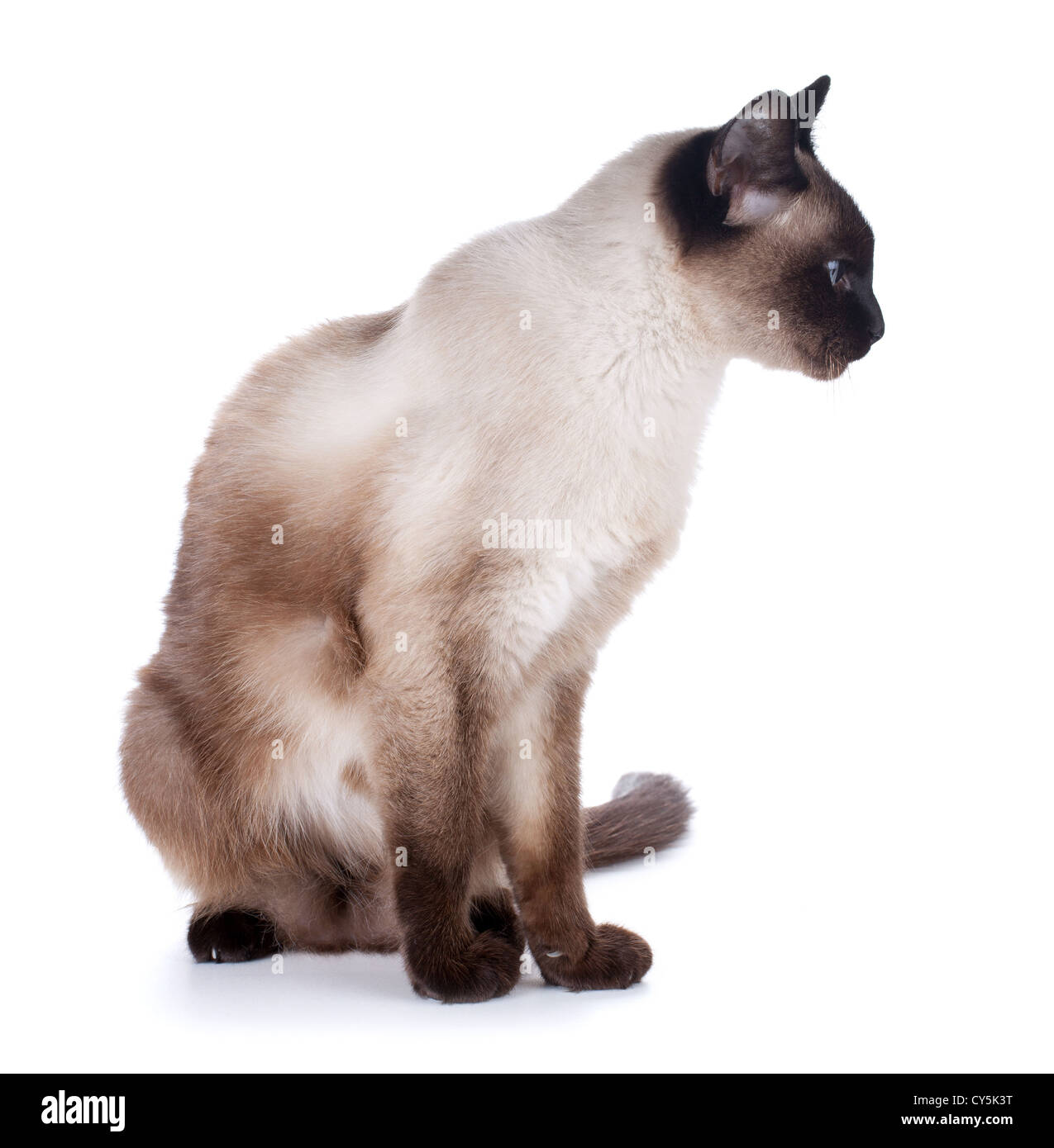 Beautiful playful siamese cat Cut Out Stock Images & Pictures - Alamy