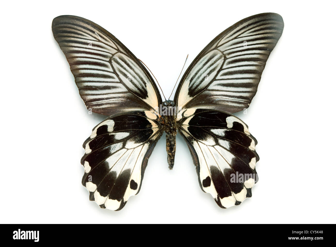 Butterfly series - Rare Beautiful Butterfly isolated on white ...