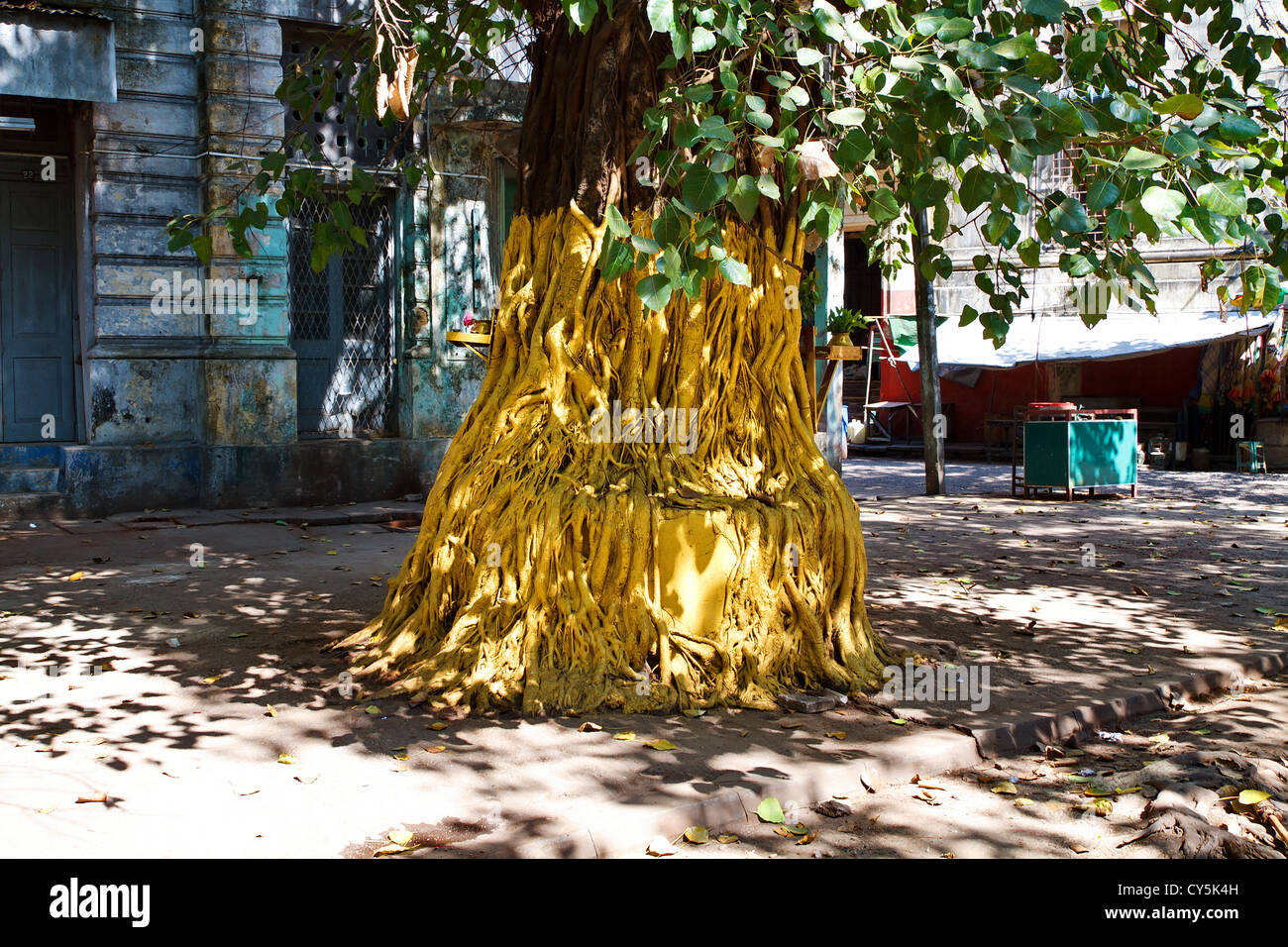 Gold painted Tree in Rangoon, Myanmar Stock Photo - Alamy
