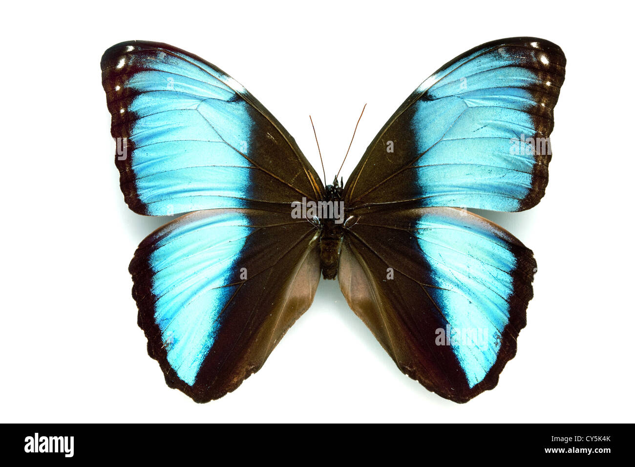 Butterfly series - Rare Beautiful Butterfly isolated on white ...