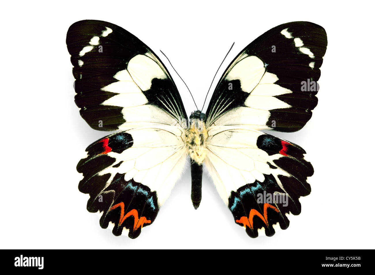 Butterfly series - Rare Beautiful Butterfly isolated on white ...