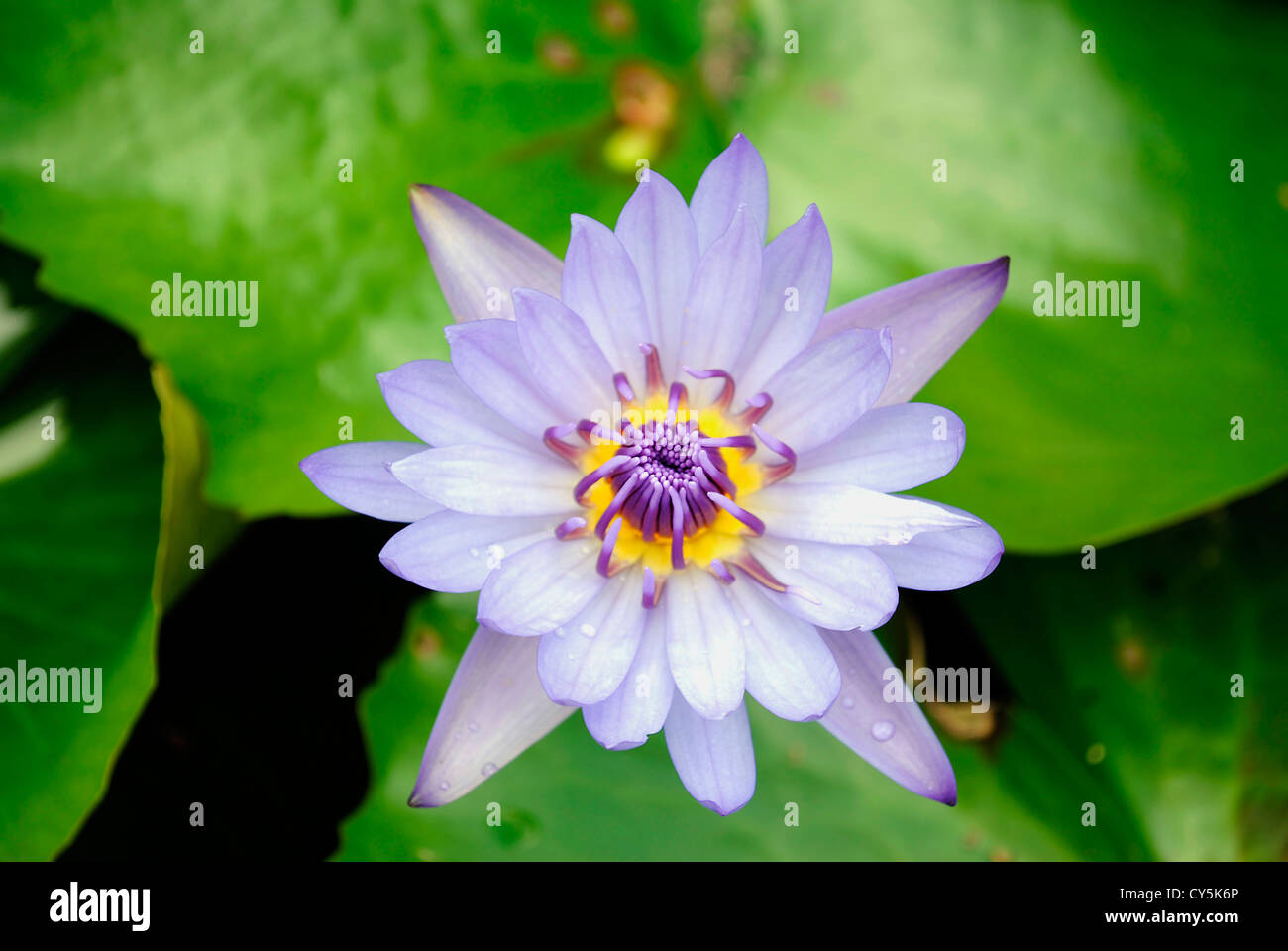 Water lily flower (Nymphaea colorata Stock Photo - Alamy