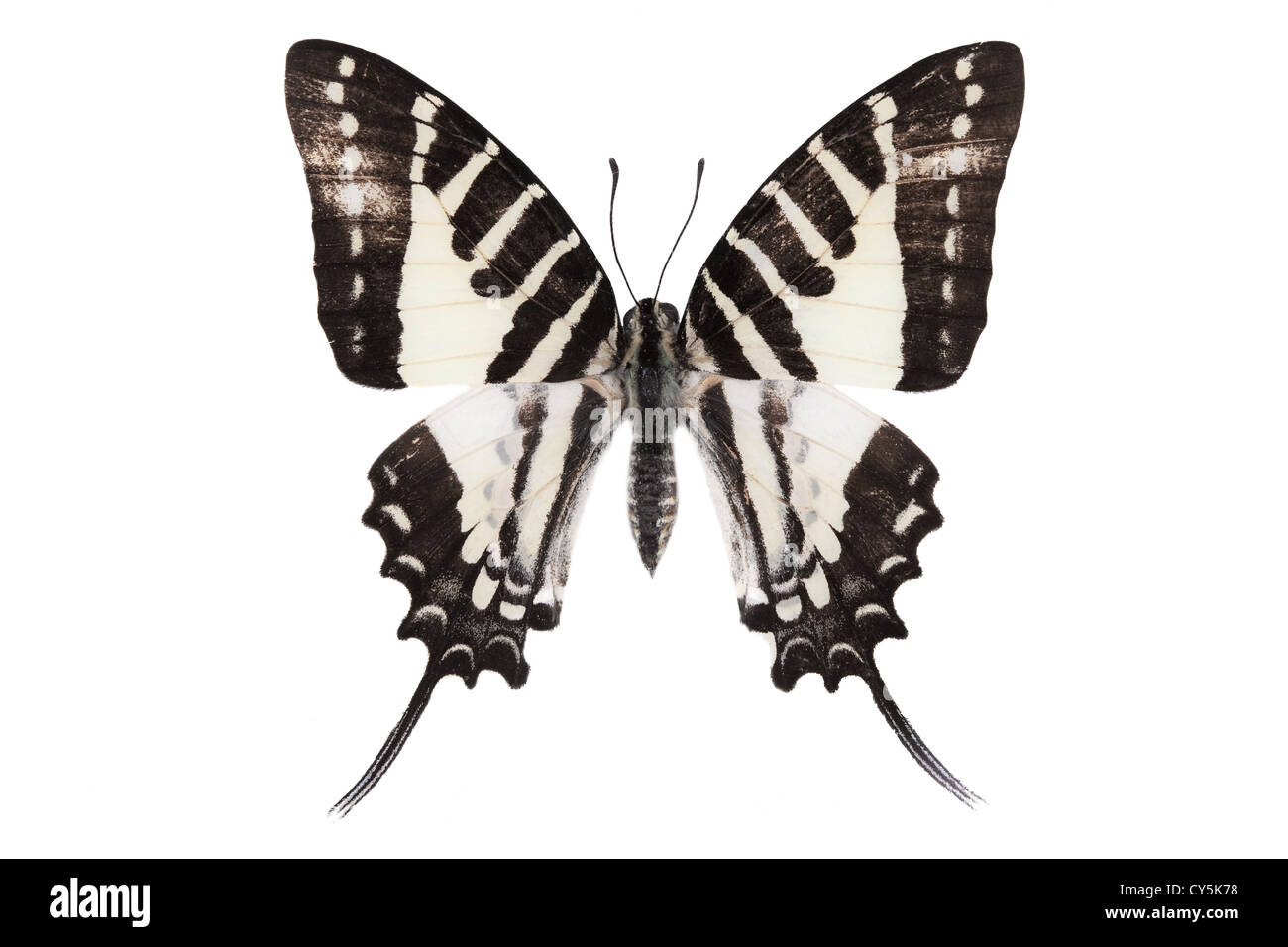 Butterfly series - The Spot Swordtail (India). Isolated on white ...