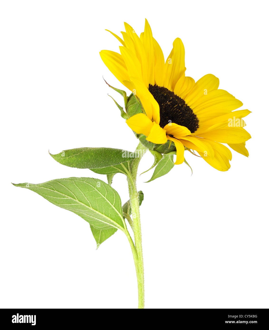 Beautiful sunflower isolated on white background Stock Photo - Alamy