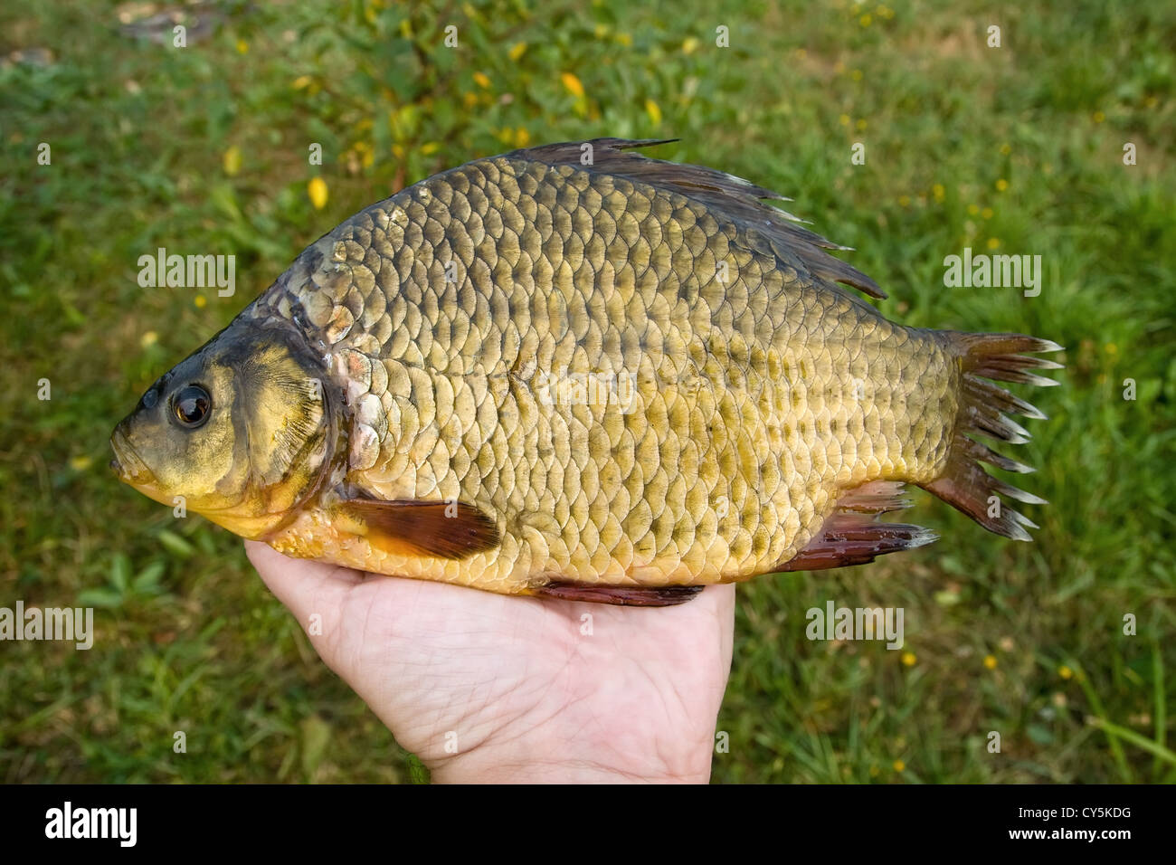 Freshwater fish. Carp Stock Photo - Alamy