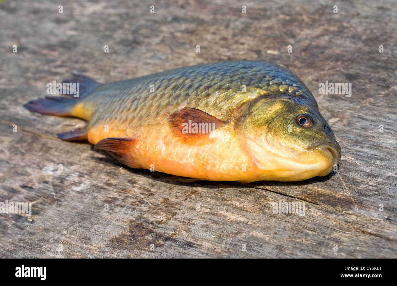 Freshwater fish. Carp Stock Photo - Alamy