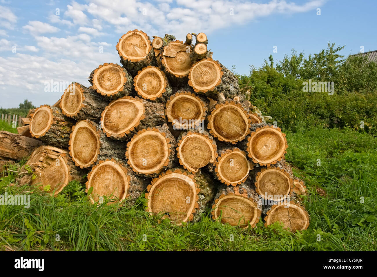 Close up of freshly cut logs Stock Photo - Alamy
