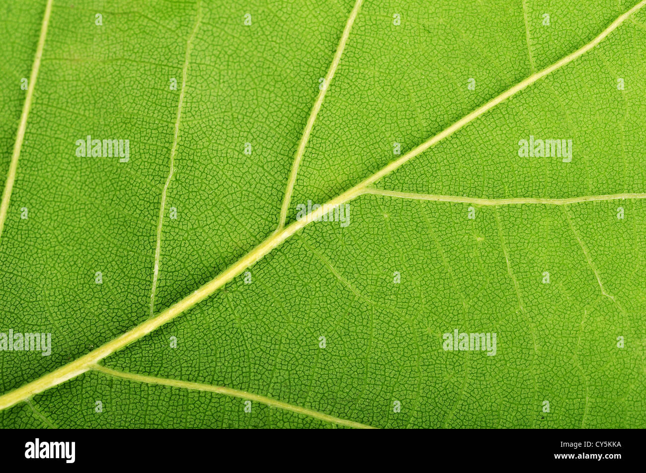 green leaf macro background green Stock Photo - Alamy