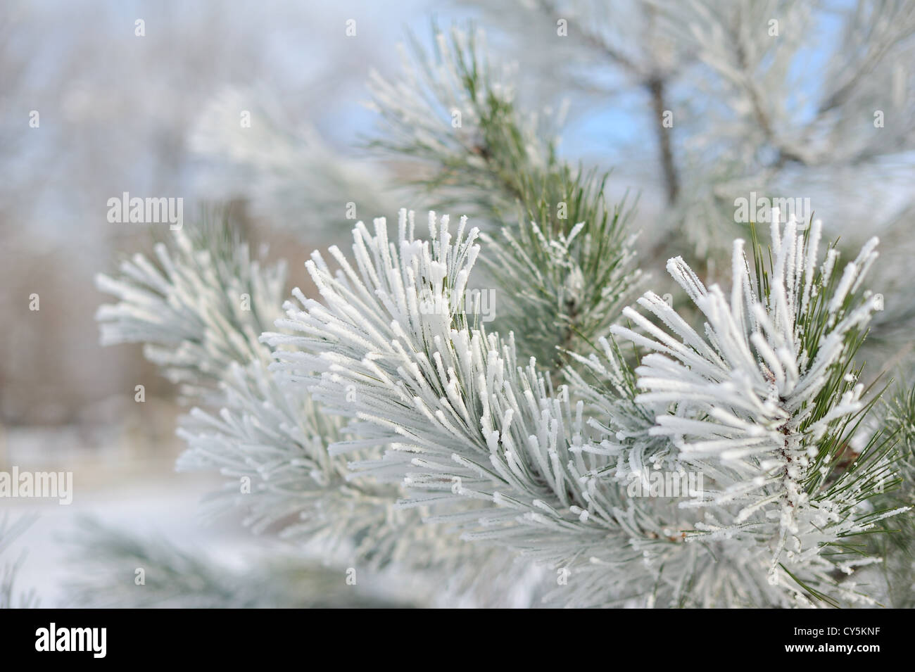 Christmas tree in snow Stock Photo - Alamy