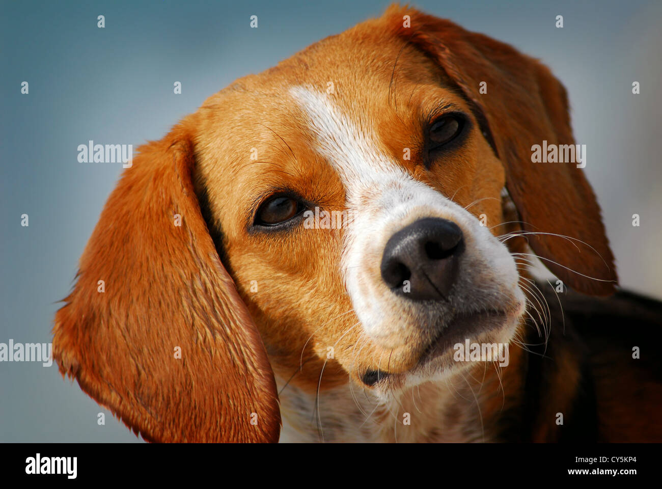 Candid beagle portrait hi-res stock photography and images - Alamy