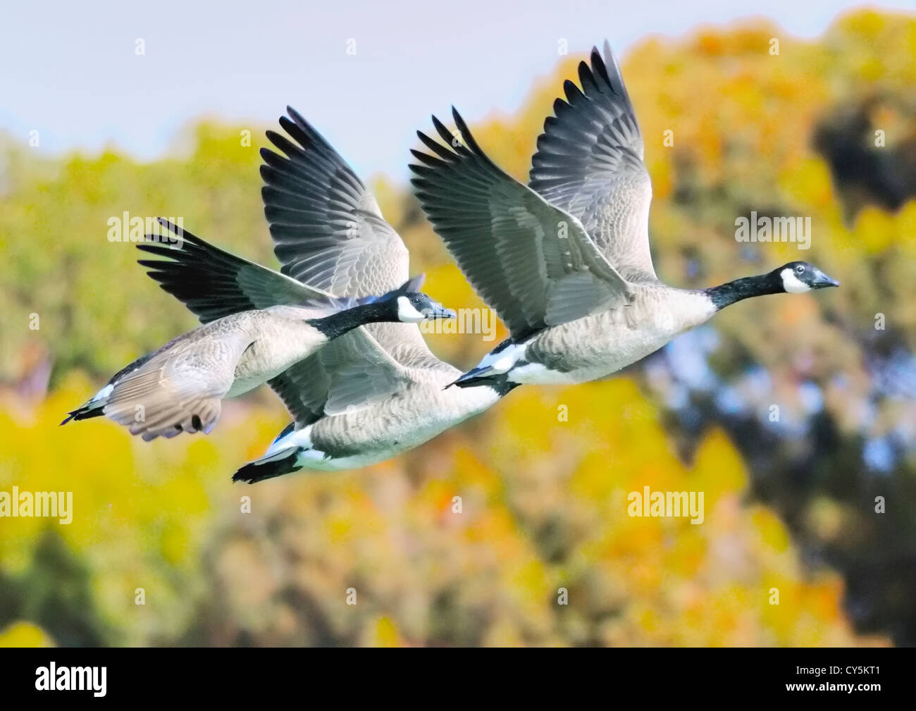 A group of Canada Geese - Branta canadensis, in flight Stock Photo - Alamy