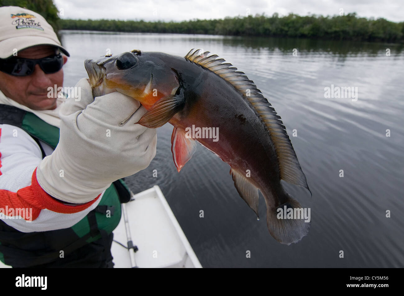 This jacunda was caught on a plug fishing Brazil's Rio Negro in the ...