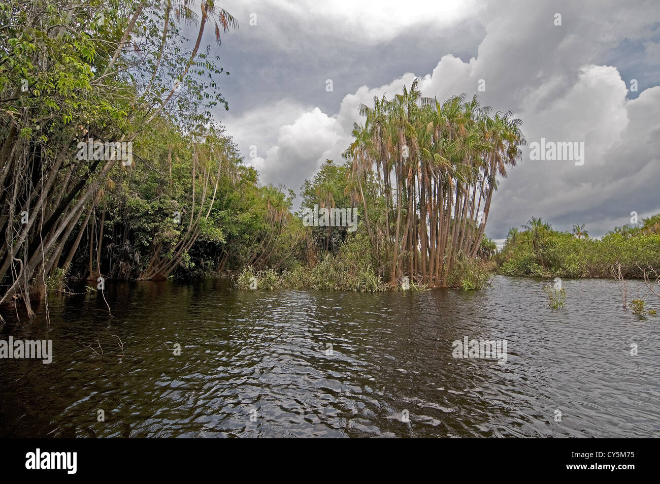 The habitat in the lagoons and small tributaries of the Rio Negro offer ...