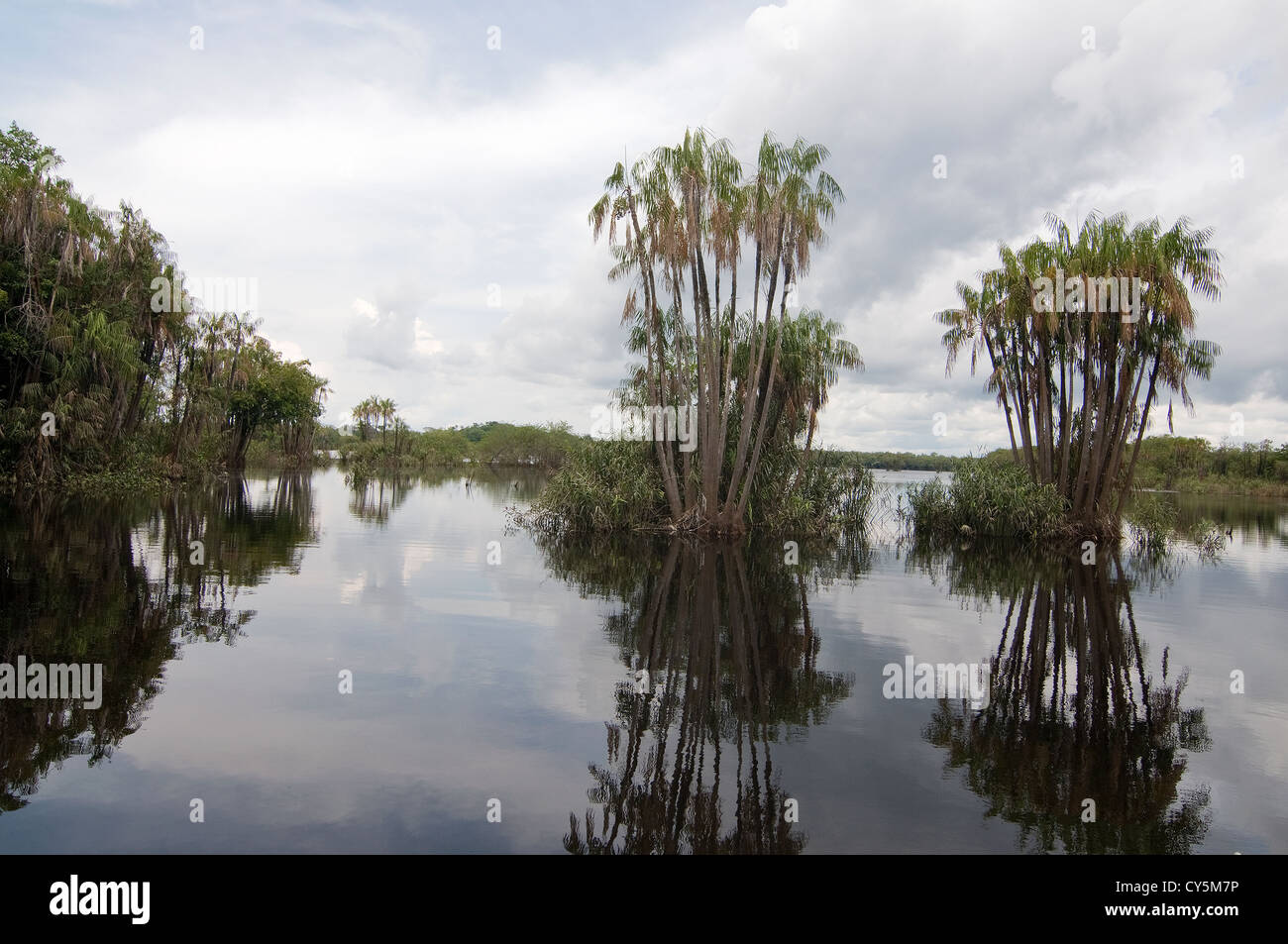 The habitat in the lagoons and small tributaries of the Rio Negro offer ...
