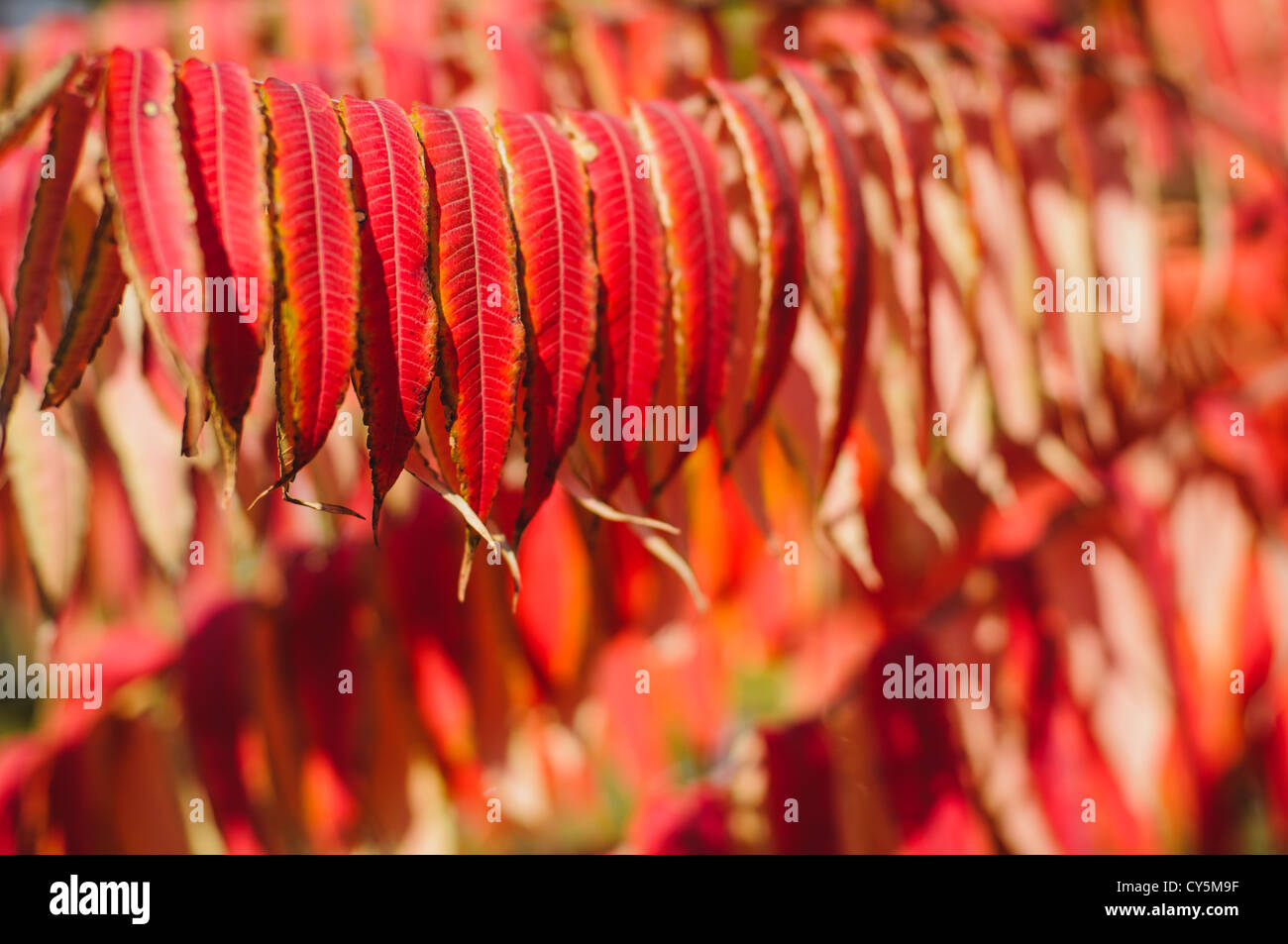 Autumn background with red leaf, selective focus Stock Photo - Alamy