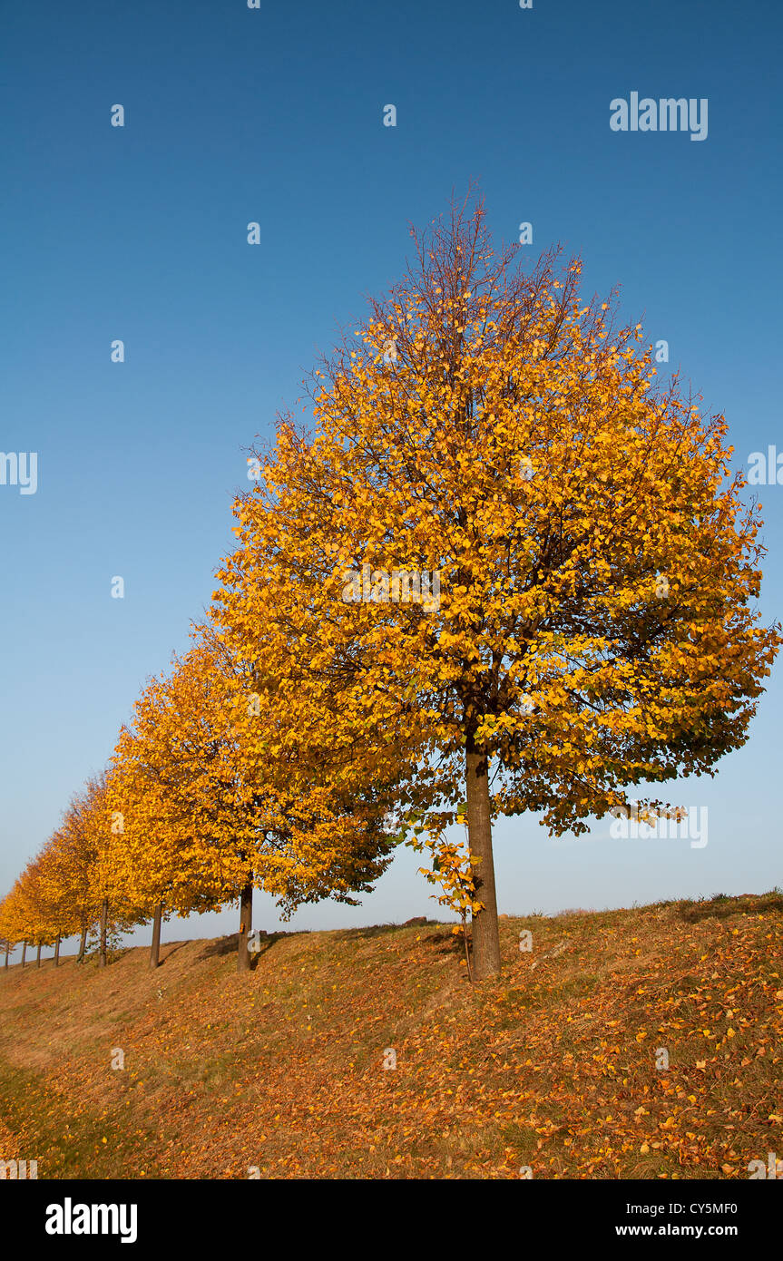 Yellowwood trees hi-res stock photography and images - Alamy
