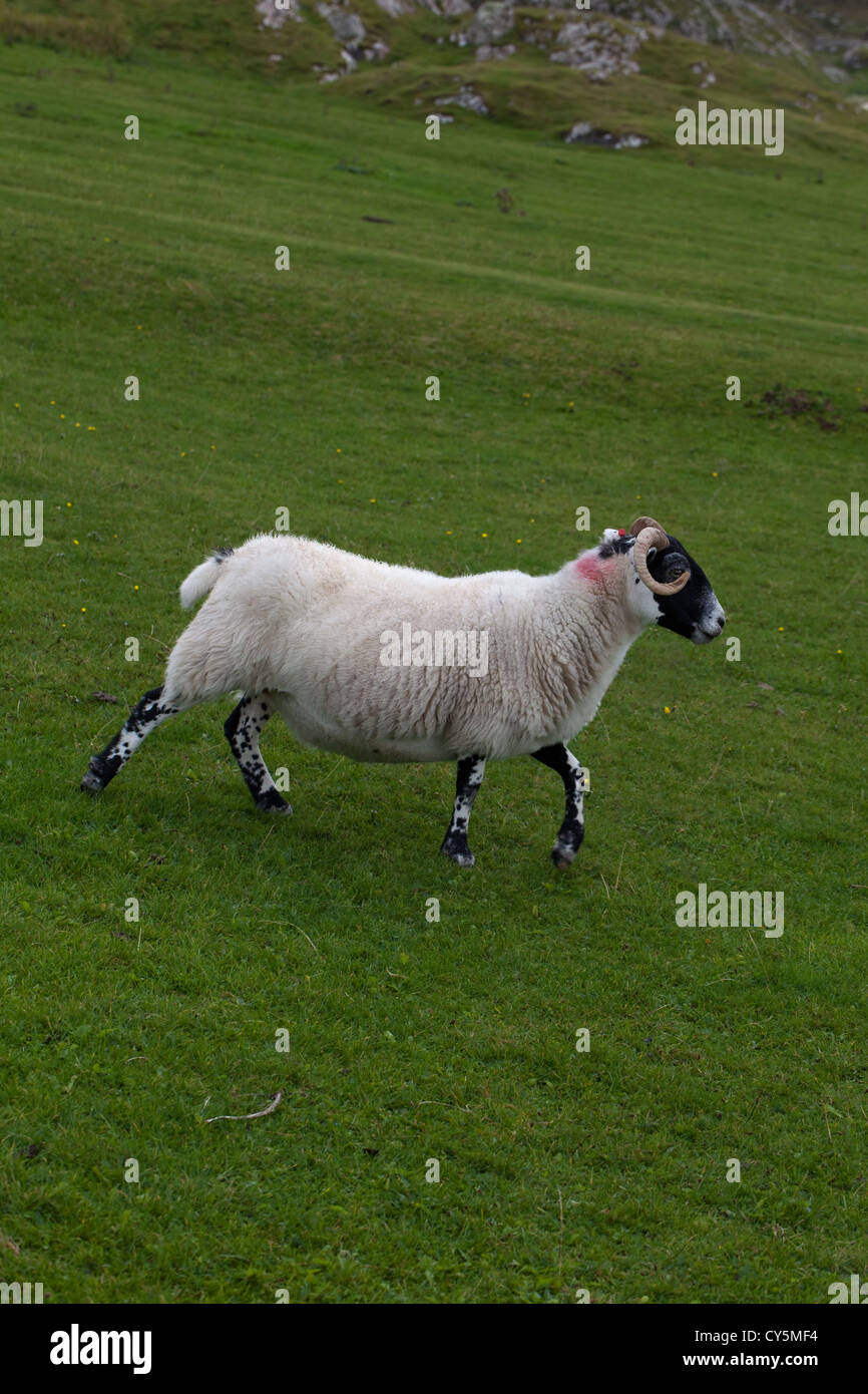Most common sheep breed hi-res stock photography and images - Alamy