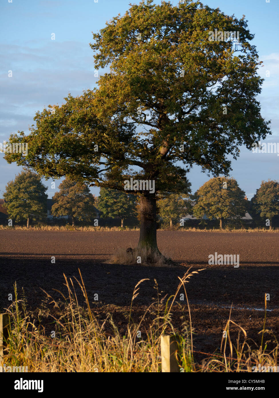 Tree in a field Stock Photo - Alamy