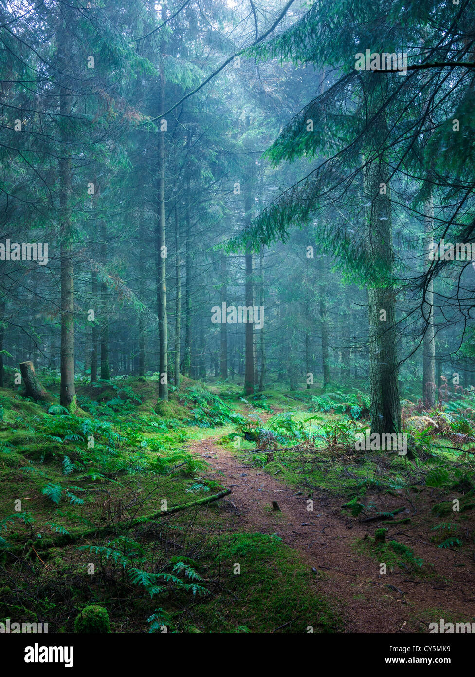 Misty scene in a forest at autumn time. Stockhill, Mendip Hills ...