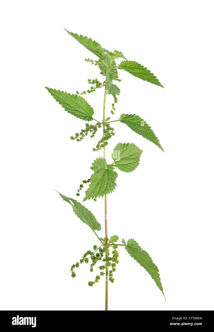 Stinging nettle (Urtica dioica Stock Photo - Alamy