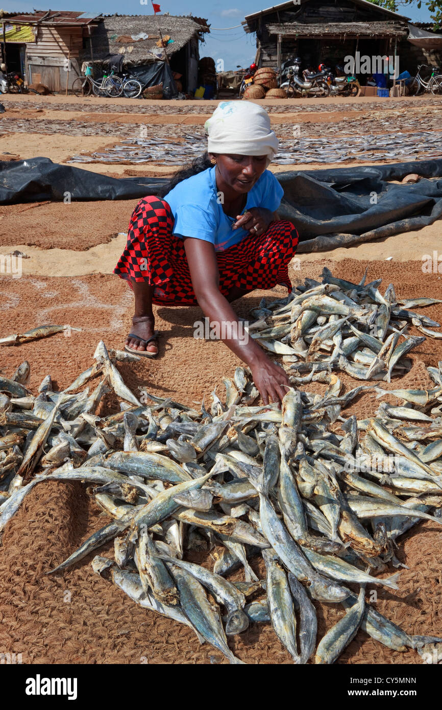 Local woman sorting dried fish at the fish market, Negombo, Sri Lanka ...