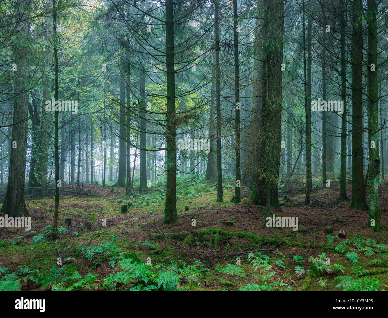 Stockhill woods hi-res stock photography and images - Alamy