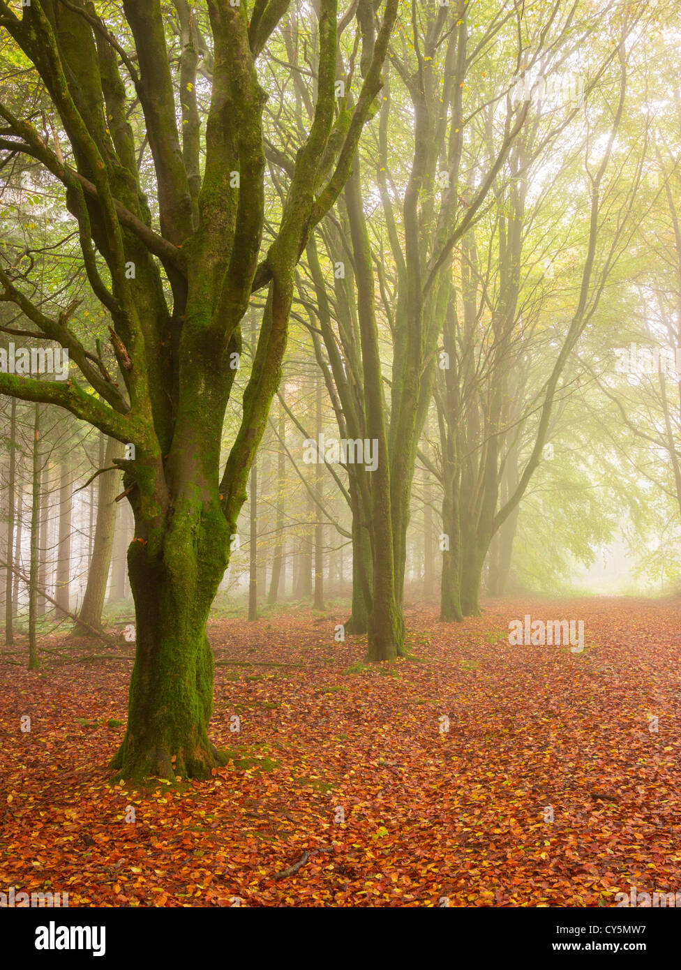 Beech trees and mist in a woodland. Stockhill Wood, Mendip Hills ...