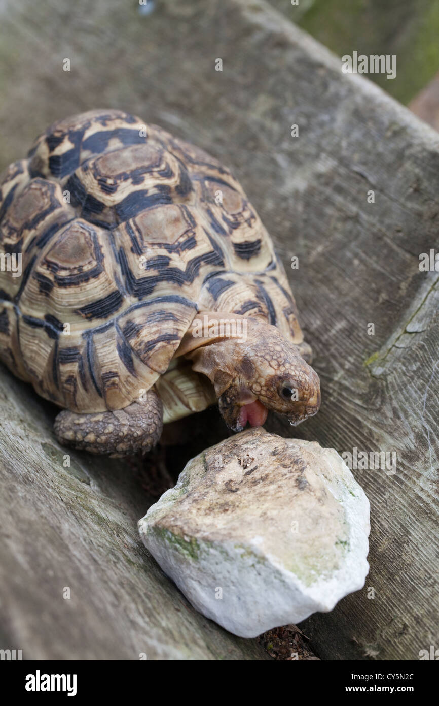 Leopard Tortoise Stigmochelys (Geochelone) pardalis. Biting into a ...
