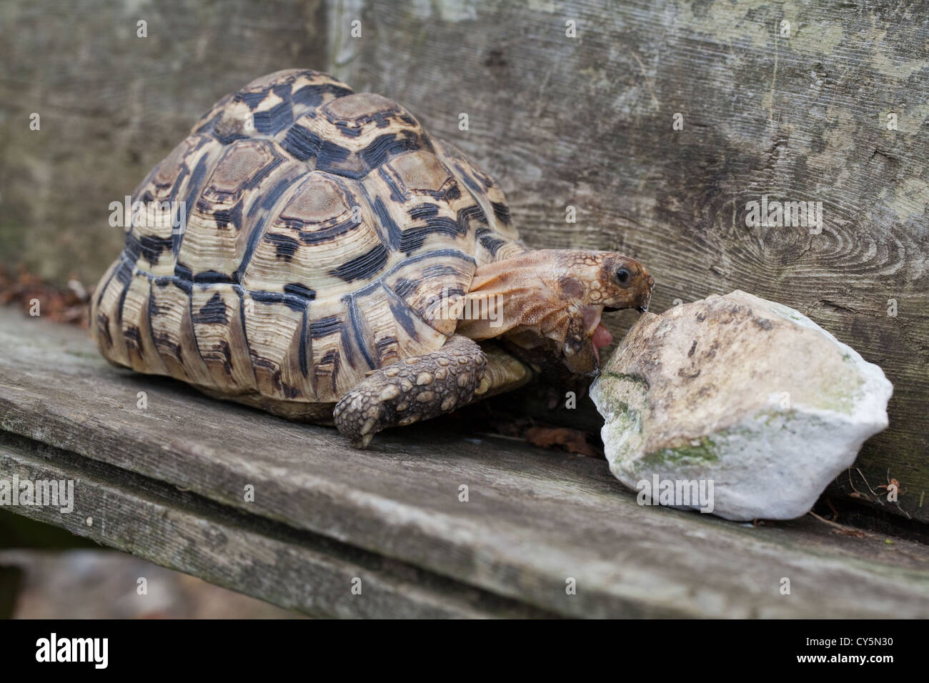 Leopard Tortoise Stigmochelys (Geochelone) pardalis. Biting into a ...