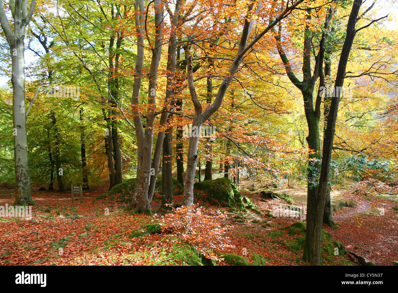 Penny Rock woods at Grassmere, Lakedistrict, Cumbria Stock Photo - Alamy