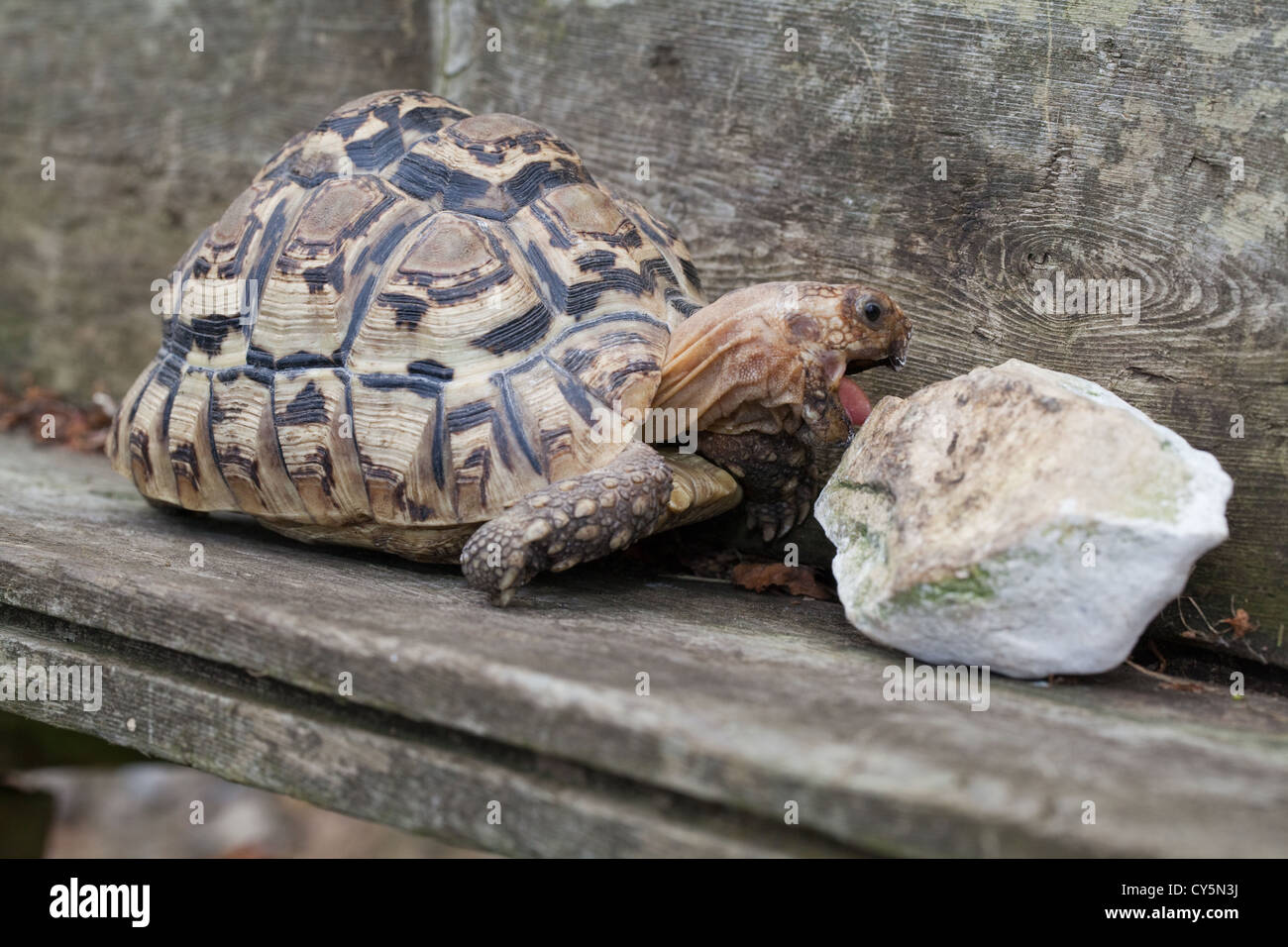Leopard Tortoise Stigmochelys (Geochelone) pardalis. Biting into a ...