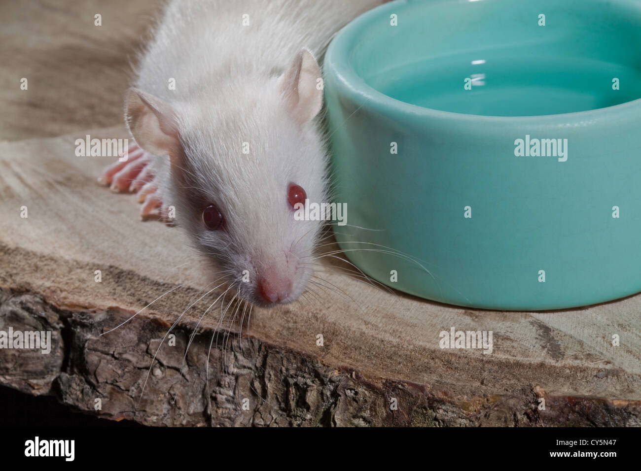 White Albino Domestic Rat Rattus High Resolution Stock Photography and ...
