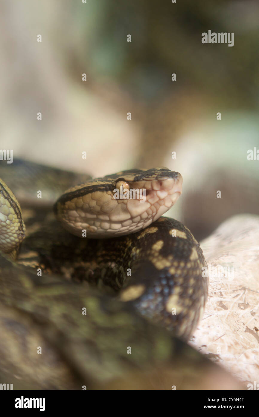 Habu snake hi-res stock photography and images - Alamy