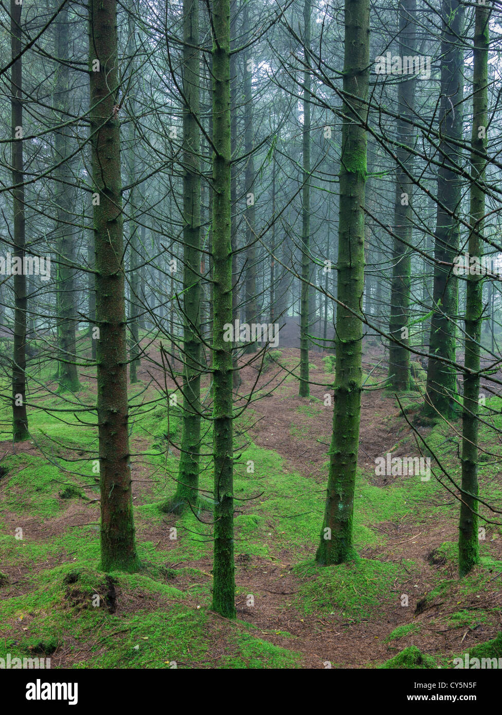 Stockhill Wood in the Mendip Hills near Priddy, Somerset, England, UKf ...